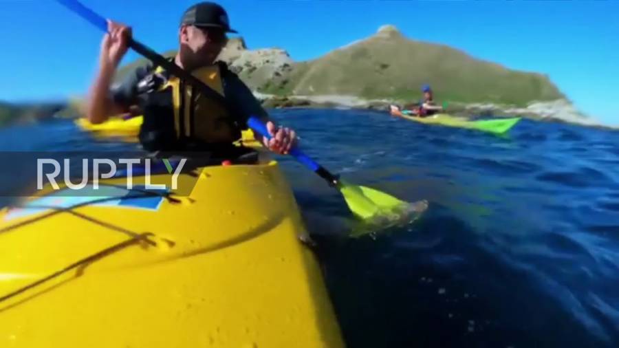 Watch This Kayaker Get Slapped In The Face By A Seal With An Octopus
