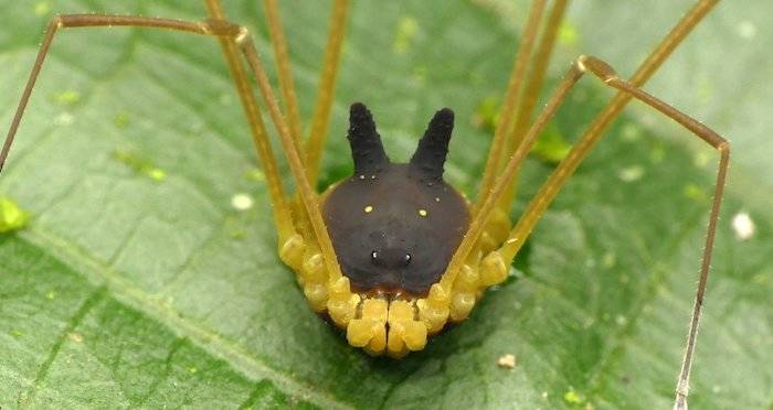 Harvestman Spider With A 'Black Bunny' Head Captured On Video