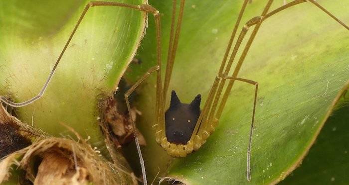 Harvestman Spider With A 'Black Bunny' Head Captured On Video