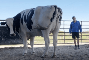 A Giant Cow Named Knickers Is Spared Because He's Too Big To Butcher