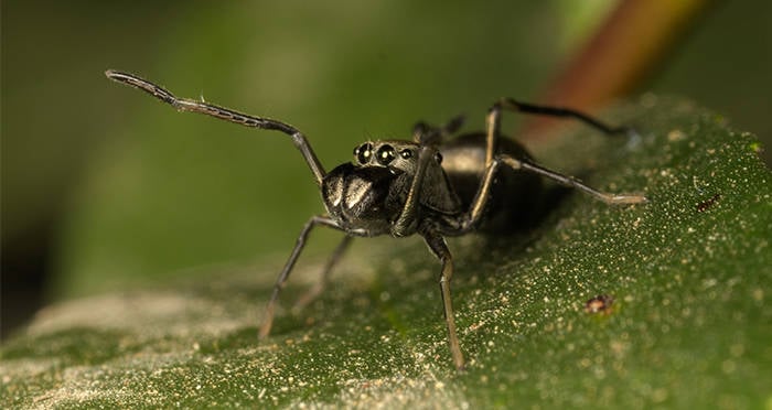 Jumping Spider Mom Found To Nurse Her Spider Babies With Milk