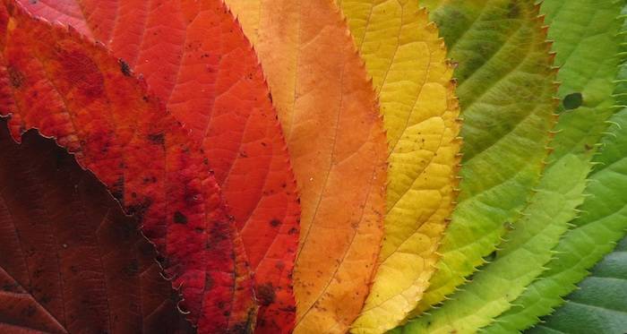 Why Do Leaves Change Color? Here's The Scientific Explanaition