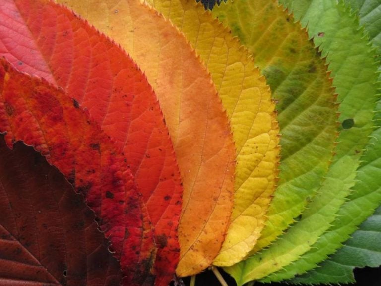 Why Do Leaves Change Color? Here's The Scientific Explanaition