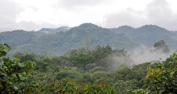 Demystifying The Wonder Behind The Tropical Cloud Forest