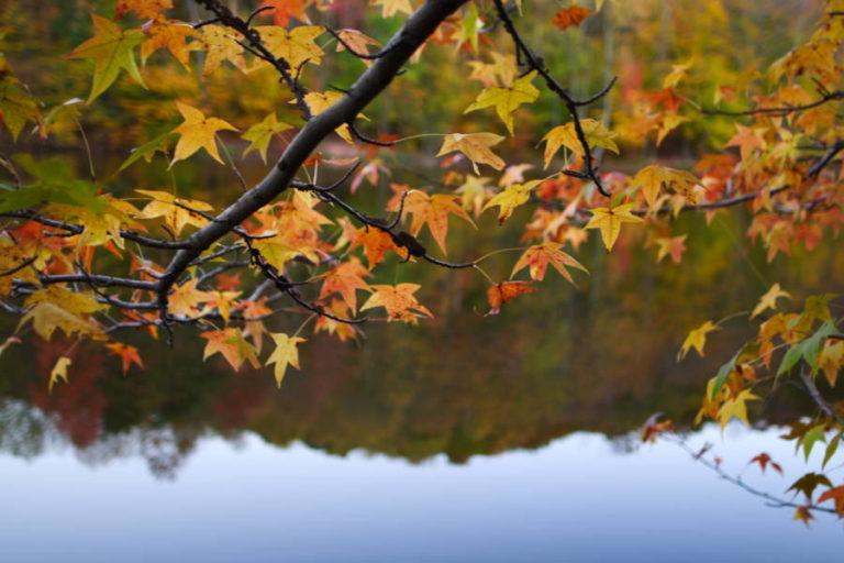 Why Do Leaves Change Color? Here's The Scientific Explanaition
