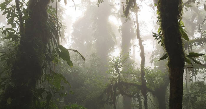 Demystifying The Wonder Behind The Tropical Cloud Forest