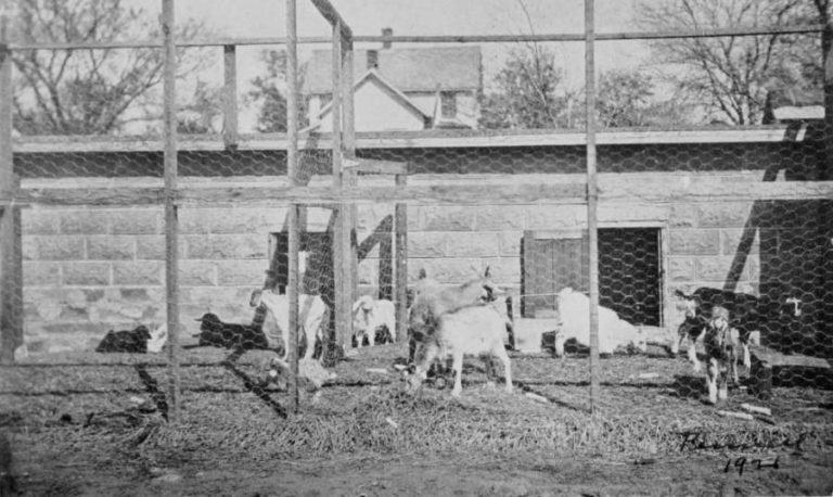 John Brinkley: The "Doctor" Who Used Goat Balls As A Cure-All