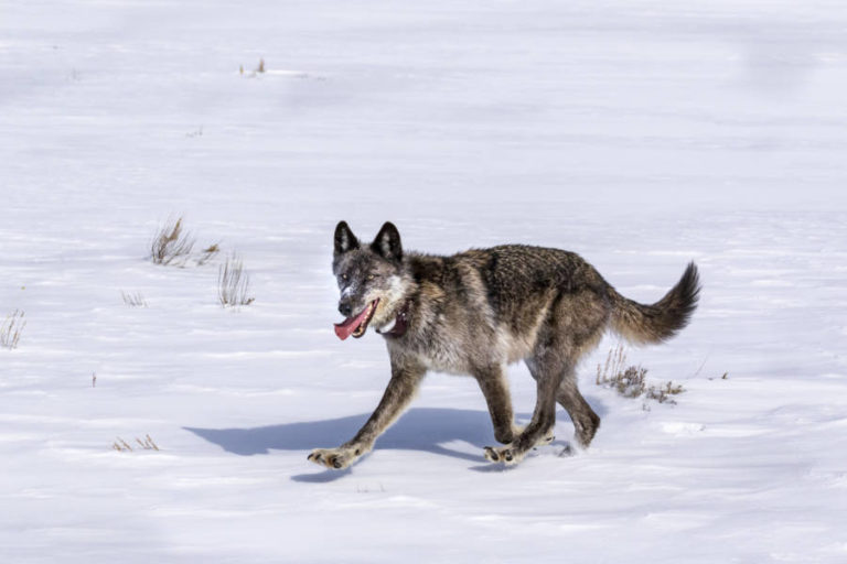 Beloved Yellowstone Wolf Spitfire Shot Dead In Legal Trophy Killing