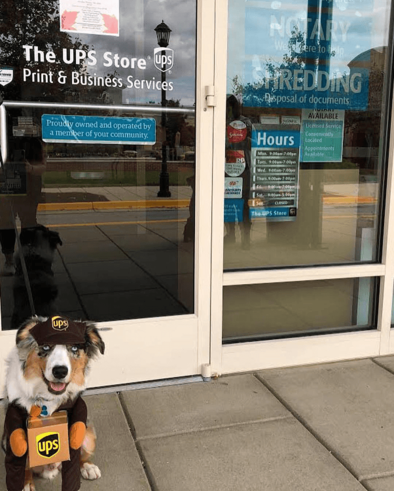 UPS Dogs, The Facebook Group, Is Taking The Internet By Storm