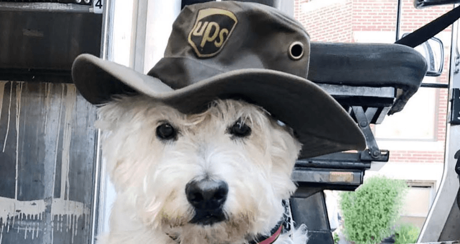 UPS Dogs, The Facebook Group, Is Taking The Internet By Storm