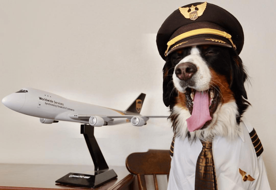 UPS Dogs, The Facebook Group, Is Taking The Internet By Storm