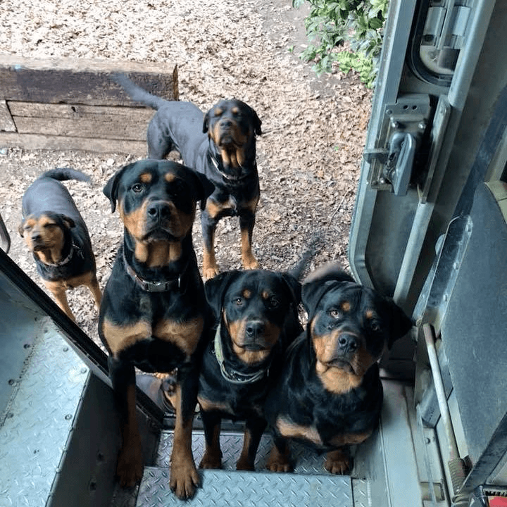 UPS Dogs, The Facebook Group, Is Taking The Internet By Storm