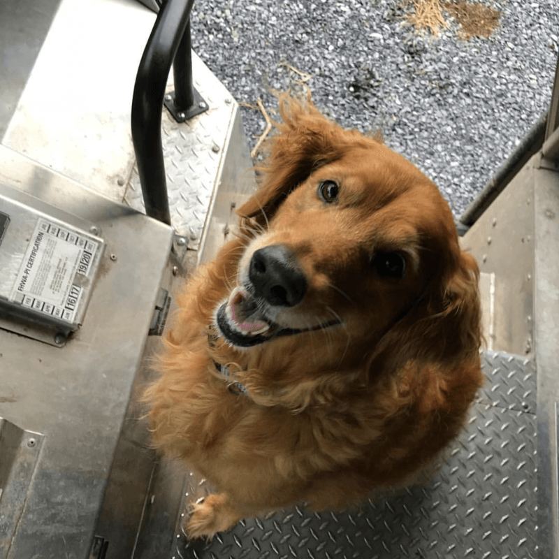 UPS Dogs, The Facebook Group, Is Taking The Internet By Storm