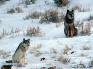 Beloved Yellowstone Wolf Spitfire Shot Dead In Legal Trophy Killing