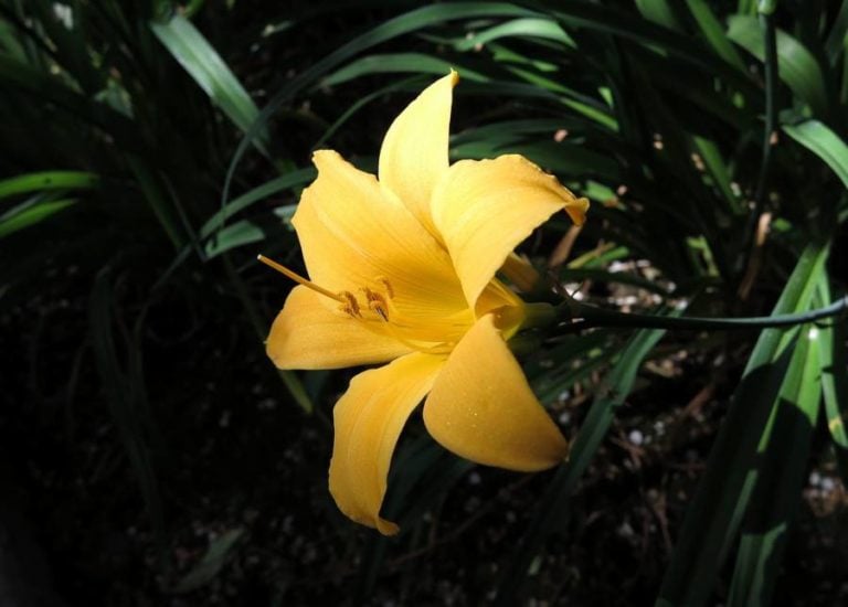 Leo Sharp And The Unbelievable True Story Behind 'The Mule'