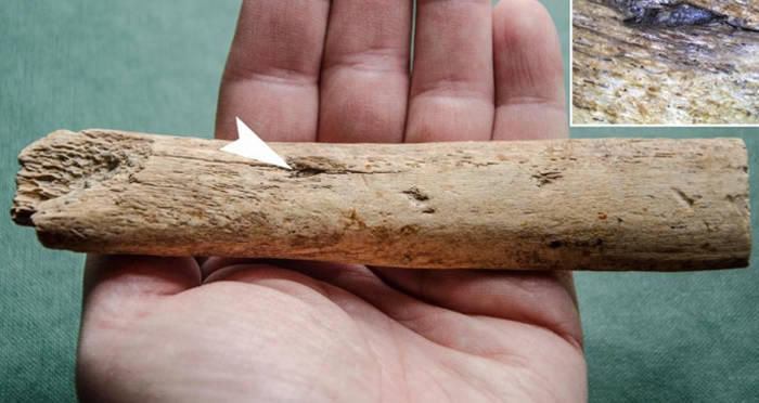 Fragment Of Flint Arrowheads Found In Bones Of Extinct Mammoths