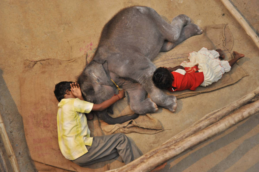 21 Devastating Photos Of India's Accelerating Human-Elephant Conflict