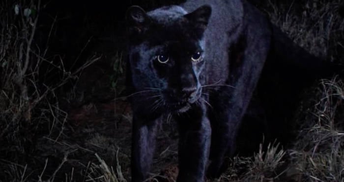 Black Leopard Photographed For The First Time In 110 Years