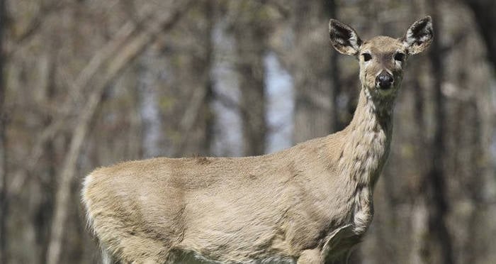 Chronic Wasting Disease: The Sickness Turning Deer Into Zombies