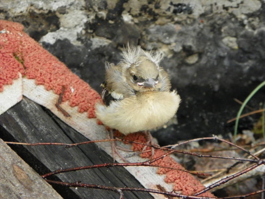Why The Animals Of Chernobyl Thrive In The Exclusion Zone