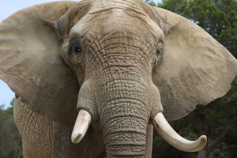 Trophy Hunter Mike Jines Claims He Killed Elephants In Self-Defense