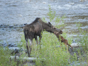 Chronic Wasting Disease: The Sickness Turning Deer Into Zombies