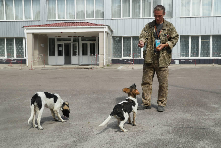 Why The Animals Of Chernobyl Thrive In The Exclusion Zone