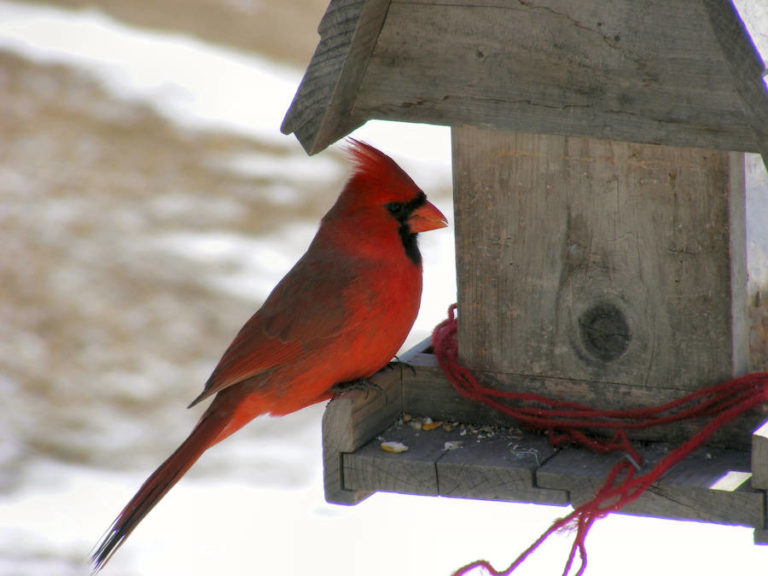Pennsylvania Birdwatchers Find Rare Half-Male, Half-Female Cardinal