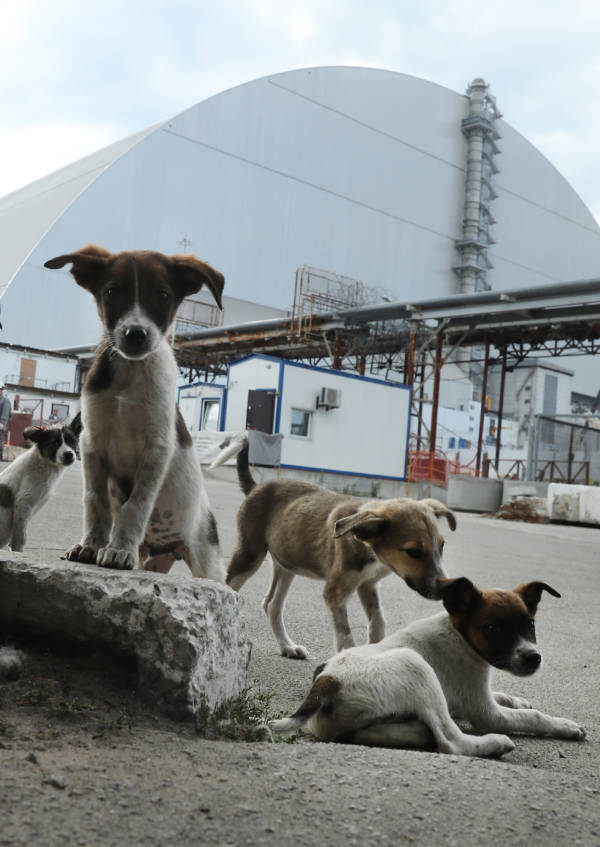 Why The Animals Of Chernobyl Thrive In The Exclusion Zone