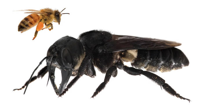The World's Biggest Bee Has Been Rediscovered After Nearly 40 Years