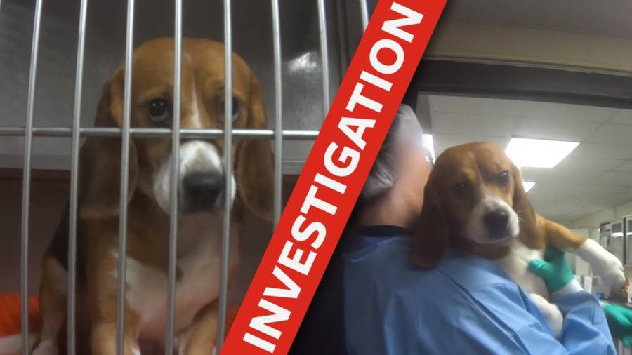Undercover Investigation Exposes Cruel Animal Testing On 36 Beagles