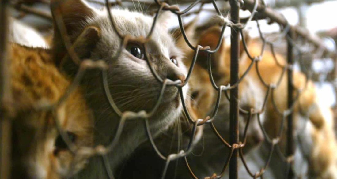 The USDA Fed Cats And Dogs To Kittens To Study Toxoplasmosis