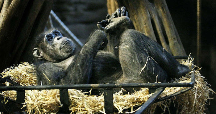 Chimp Tried To Eat Own Arm After Visitor Threw Drugs Into His Enclosure