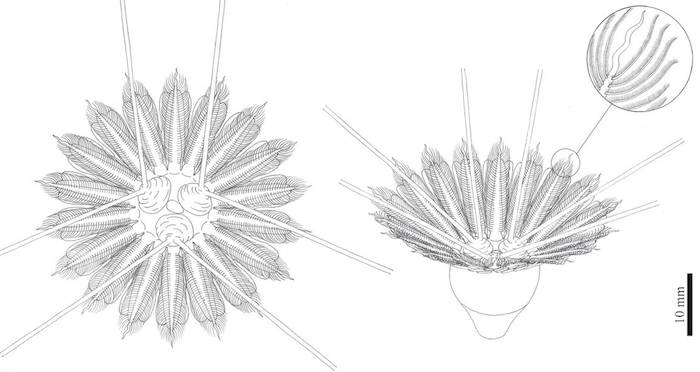 518-Million-Year-Old Sea Creature Fossil Sheds New Light On Comb Jelly