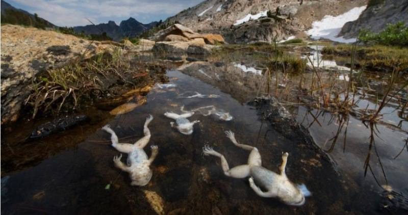 Frog Doomsday Fungus Is 'The Most Deadly Pathogen Known To Science'