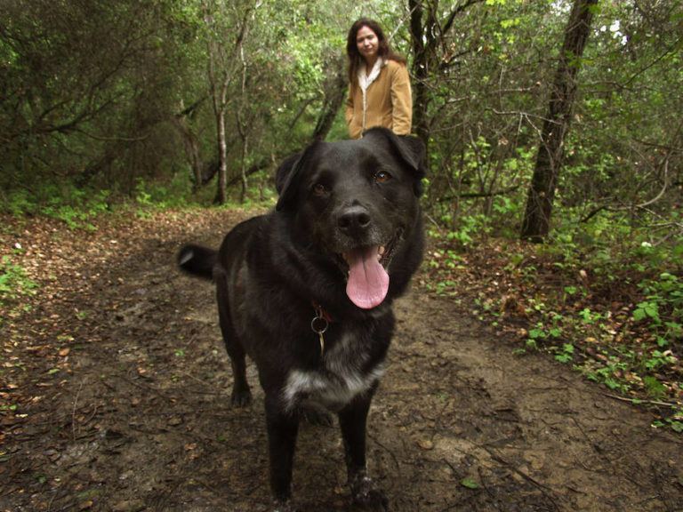 Overtoun Bridge: Solving The Mystery Of Scotland's Dog Suicide Hotspot