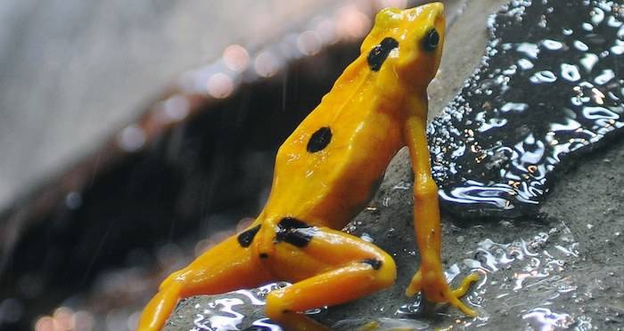 Frog Doomsday Fungus Is 'The Most Deadly Pathogen Known To Science'
