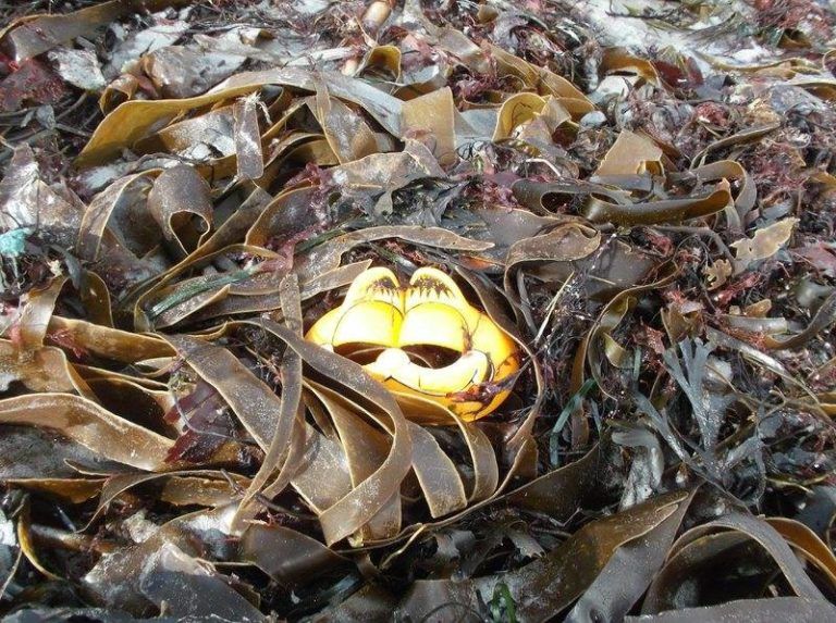 Garfield Phones Have Bizarrely Washed Ashore In France For 30 Years