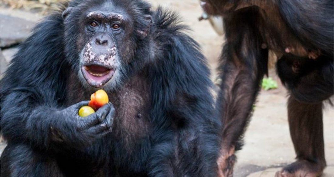 Chimp Tried To Eat Own Arm After Visitor Threw Drugs Into His Enclosure