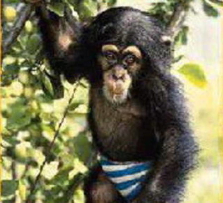 Chimp Tried To Eat Own Arm After Visitor Threw Drugs Into His Enclosure