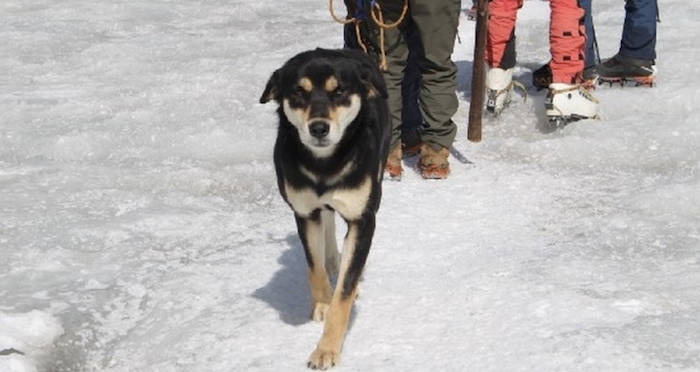 Himalayan Shepherd Dog