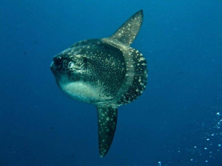 Meet The Ocean Sunfish, The Giant Sea-Dweller Known As Mola Mola