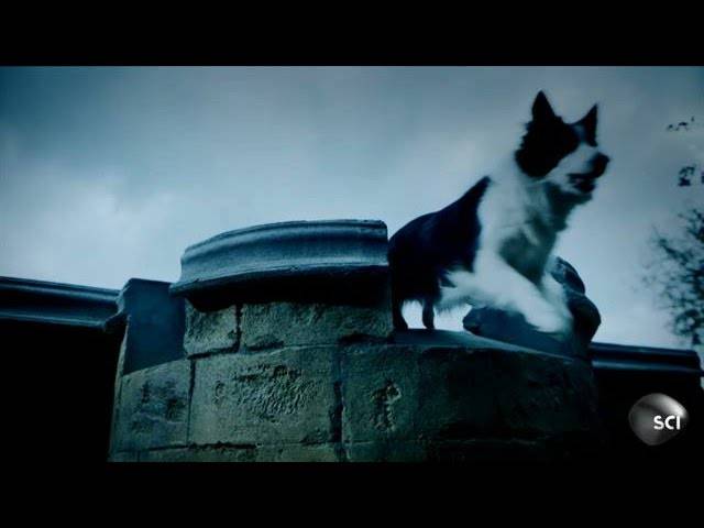 Overtoun Bridge: Solving The Mystery Of Scotland's Dog Suicide Hotspot