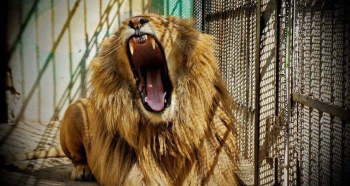 South African 'Farm' Slaughters 54 Lions In 2 Days For Their Bones
