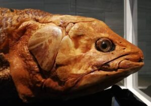 The Coelacanth, The Gigantic Prehistoric Fish That's Still Alive Today