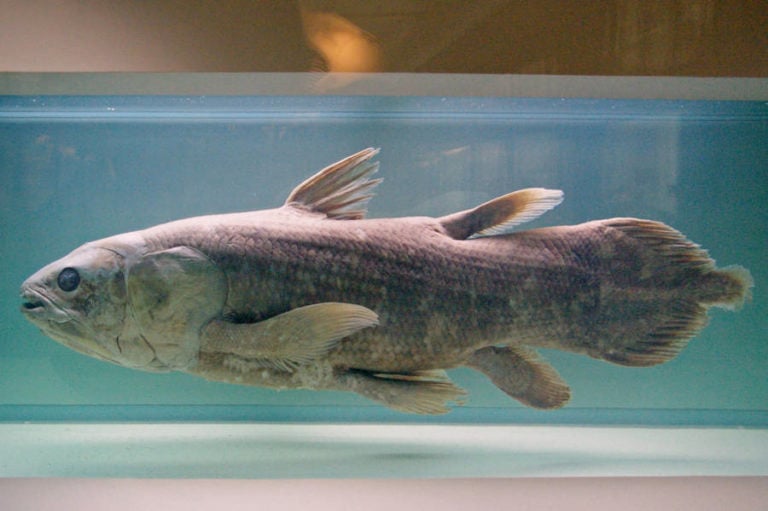 The Coelacanth, The Gigantic Prehistoric Fish That's Still Alive Today