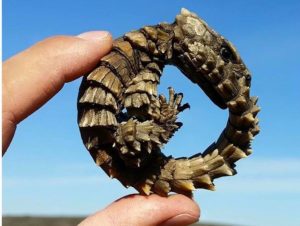 Meet The Armadillo Lizard: Planet Earth's Real-Life Mini-Dragon