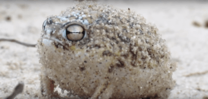 Desert Rain Frog: The Amphibian That Sounds Like A Dog's Chew Toy