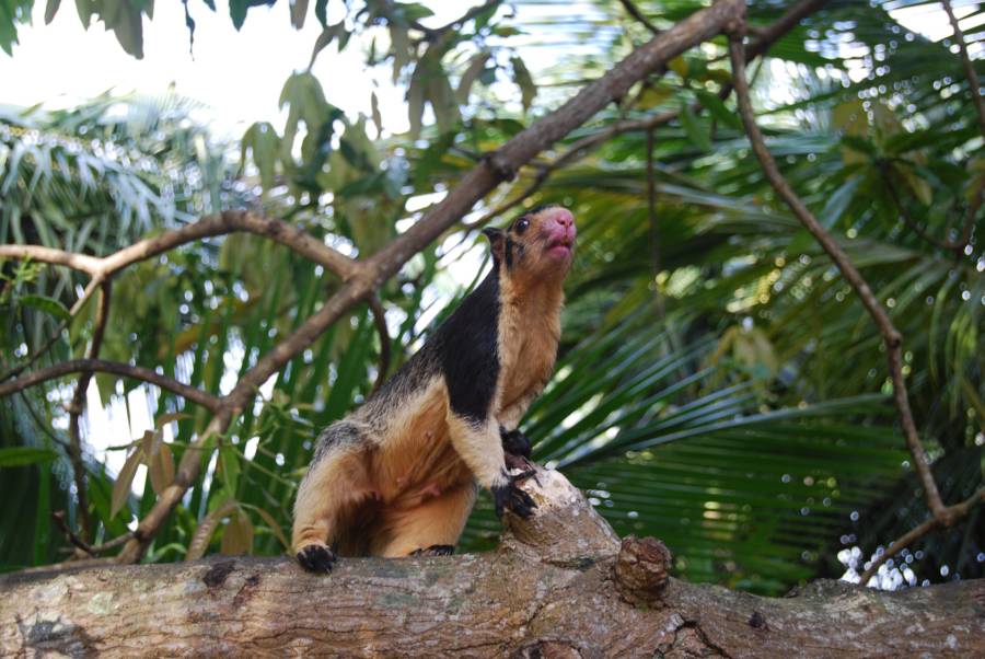 Meet The Indian Giant Squirrel, The Exotic Rainbow Rodent