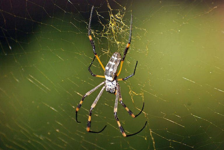 The Banana Spider's Golden Silk Is Actually A Natural Marvel